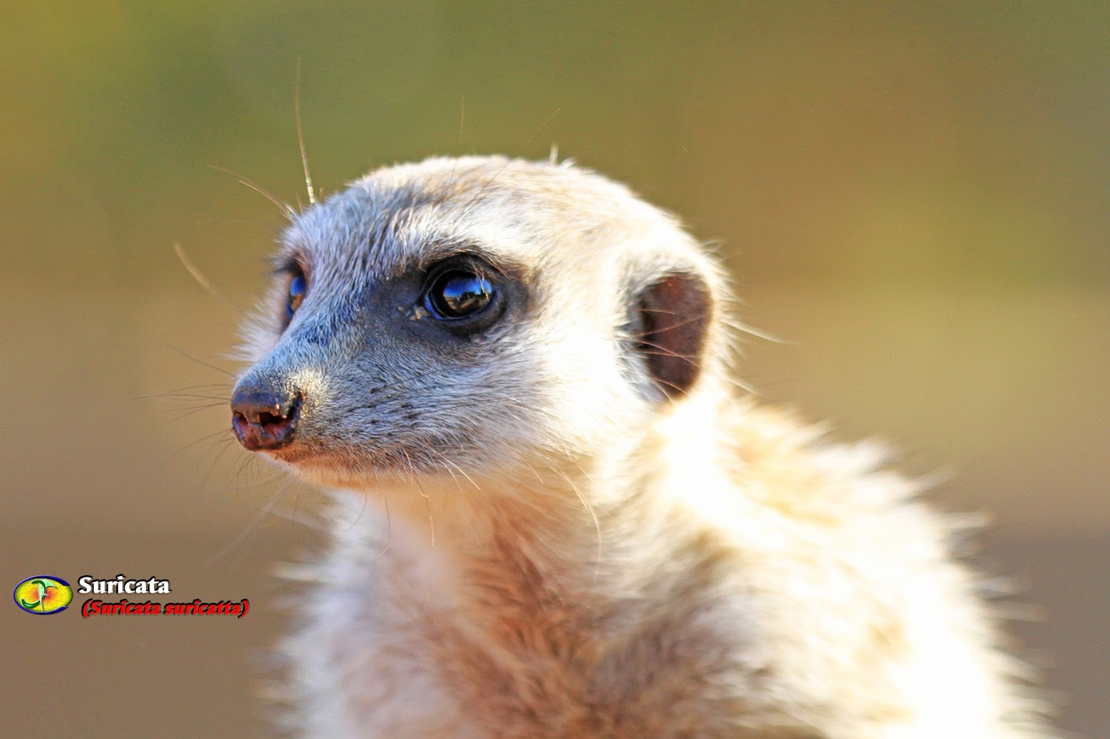 Zoologia: Suricata (Suricata suricatta)